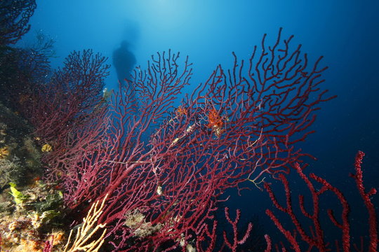 รูปภาพCelenterati – เลือกดูภาพถ่ายสต็อก เวกเตอร์ และวิดีโอ86 | Adobe Stock