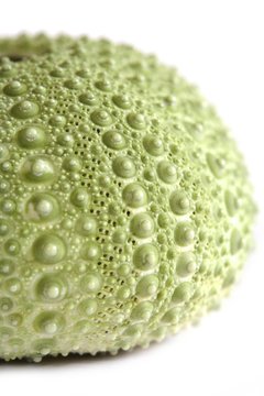 Seeigelskelett Images – Browse 21 Stock Photos, Vectors, and Video ...