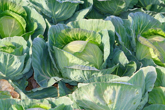 รูปภาพKopfkohl – เลือกดูภาพถ่ายสต็อก เวกเตอร์ และวิดีโอ198 | Adobe Stock