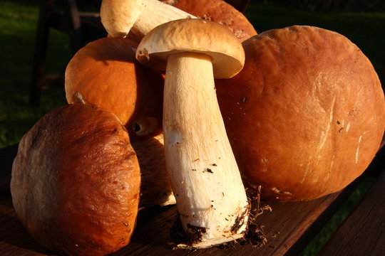 Imagens de Prawdziwek – Explore Fotografias do Stock, Vetores e Vídeos ...