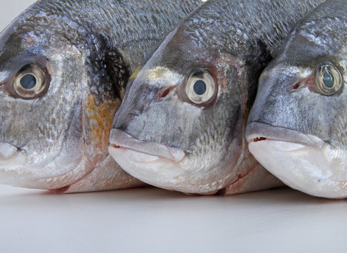 "Dorade Box" Bilder – Durchsuchen 838 Archivfotos, Vektorgrafiken und ...