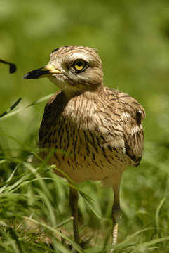 Alcaravan Imagens – Procure 21 fotos, vetores e vídeos | Adobe Stock