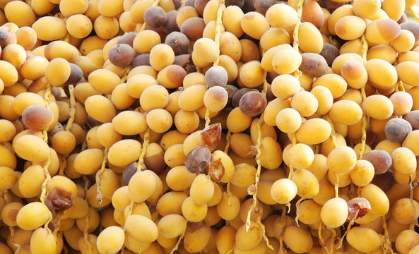 Rutab Images – Browse 36 Stock Photos, Vectors, and Video | Adobe Stock