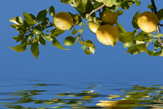Limonare Bilder – Durchsuchen 42 Archivfotos, Vektorgrafiken und Videos ...