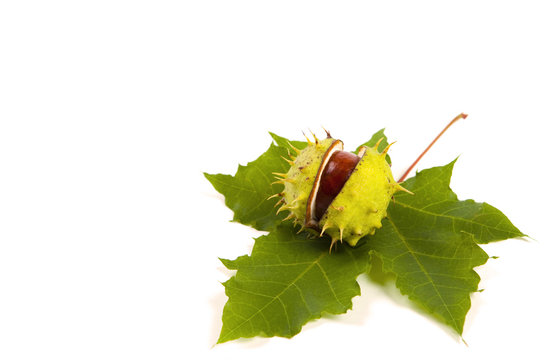 Kastanie Images – Browse 14,306 Stock Photos, Vectors, and Video ...