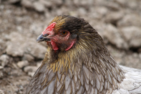 「Riesenhuhn」の画像 - 66 件の Stock 写真、ベクターおよびビデオ | Adobe Stock