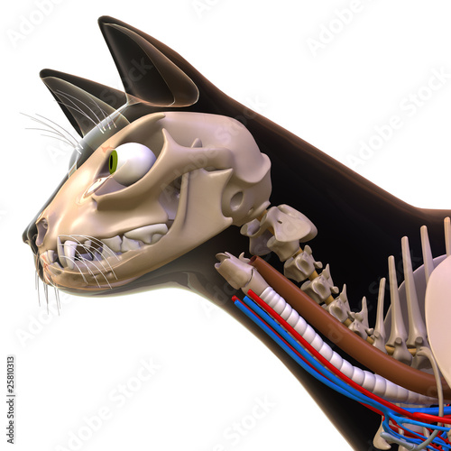 "cat head anatomy" Stock photo and royalty-free images on Fotolia.com ...
