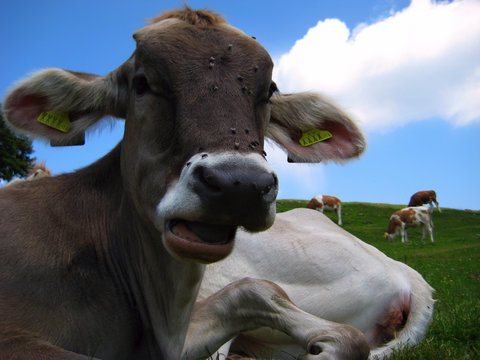 Schmatzen bilder – Bläddra bland 340 stockfoton, vektorer och videor ...