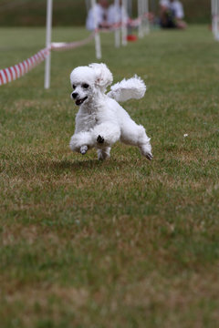 Hundewettkampf Images – Browse 11 Stock Photos, Vectors, and Video ...