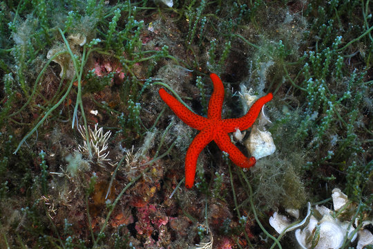 รูปภาพCelenterati – เลือกดูภาพถ่ายสต็อก เวกเตอร์ และวิดีโอ86 | Adobe Stock