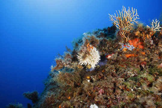 รูปภาพCelenterati – เลือกดูภาพถ่ายสต็อก เวกเตอร์ และวิดีโอ86 | Adobe Stock