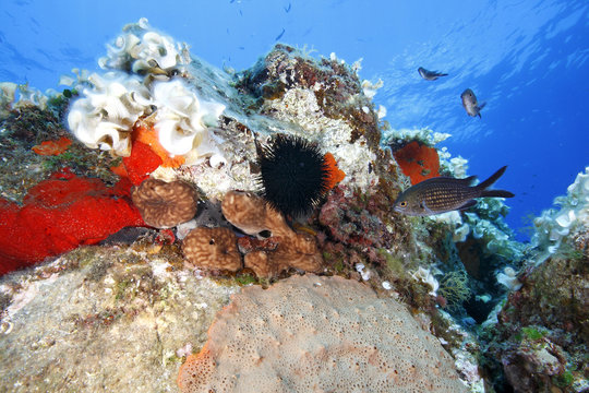 รูปภาพCelenterati – เลือกดูภาพถ่ายสต็อก เวกเตอร์ และวิดีโอ86 | Adobe Stock