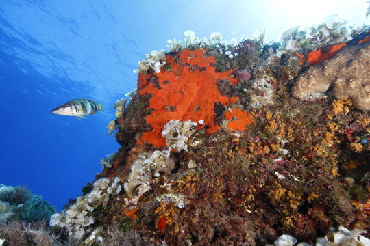 รูปภาพCelenterati – เลือกดูภาพถ่ายสต็อก เวกเตอร์ และวิดีโอ86 | Adobe Stock