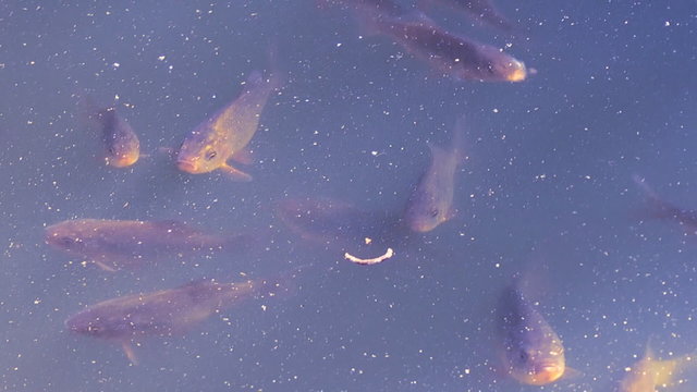 Fich Video Footage – Browse 24 HD Stock Video and Footage | Adobe Stock