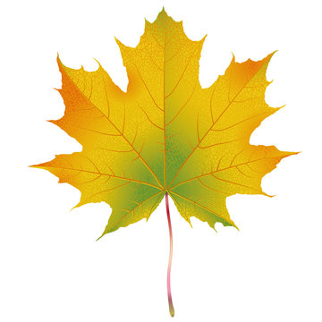 Canadian Leaf
