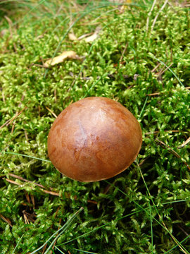 「Braunkappe」の写真素材 | 626件の無料イラスト画像 | Adobe Stock