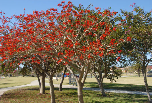 "Flame Trees" Images – Browse 74 Stock Photos, Vectors, and Video ...