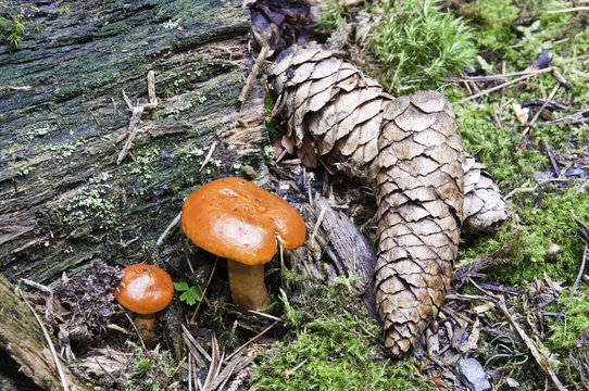 Liquens Bilder – Durchsuchen 20 Archivfotos, Vektorgrafiken und Videos ...