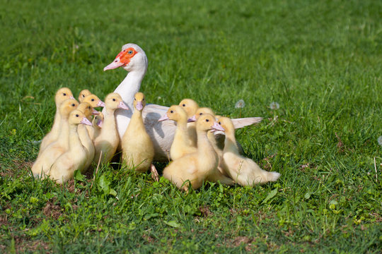 Ochette Images – Browse 20 Stock Photos, Vectors, and Video | Adobe Stock