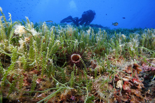 รูปภาพCelenterati – เลือกดูภาพถ่ายสต็อก เวกเตอร์ และวิดีโอ86 | Adobe Stock