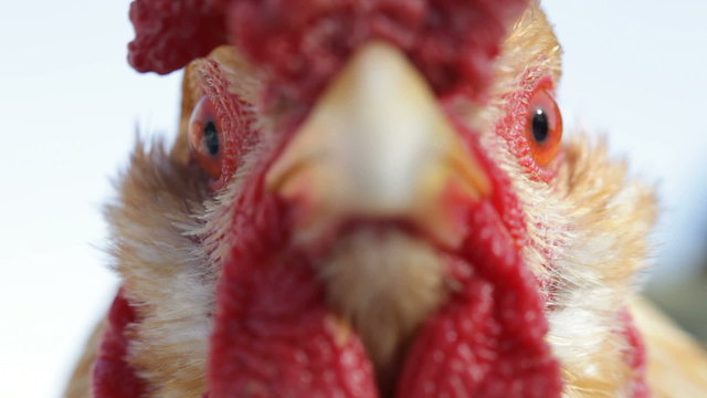 Cockere Bilder – Durchsuchen 37 Archivfotos, Vektorgrafiken und Videos ...