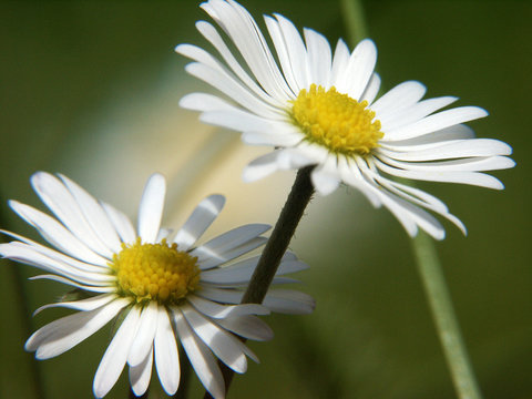รูปภาพMargerite – เลือกดูภาพถ่ายสต็อก เวกเตอร์ และวิดีโอ9,411 | Adobe Stock