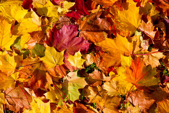 Autmn Images – Browse 61 Stock Photos, Vectors, and Video | Adobe Stock