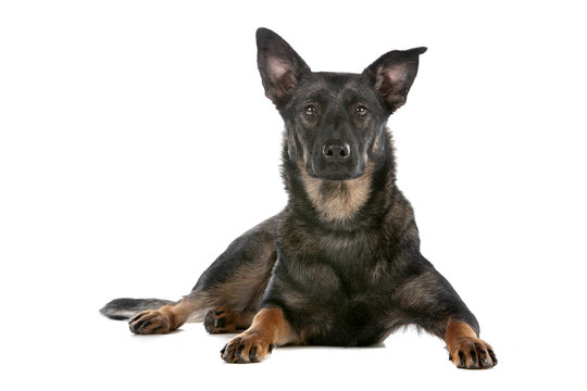 รูปภาพ"Dutch Shepherd" – เลือกดูภาพถ่ายสต็อก เวกเตอร์ และวิดีโอ546 ...