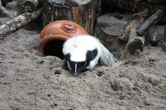 Stinktier Images – Browse 86 Stock Photos, Vectors, and Video | Adobe Stock