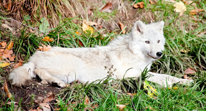 White Wolf Lying Down