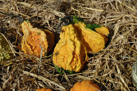 รูปภาพColoquintes – เลือกดูภาพถ่ายสต็อก เวกเตอร์ และวิดีโอ514 | Adobe Stock