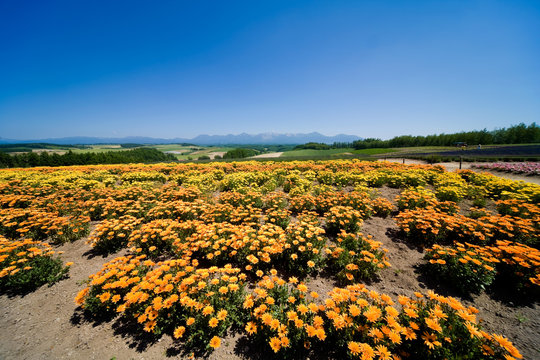 四季彩の丘 Images – Browse 1,250 Stock Photos, Vectors, and Video | Adobe Stock