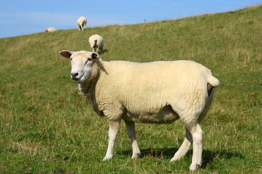 รูปภาพSchaaf – เลือกดูภาพถ่ายสต็อก เวกเตอร์ และวิดีโอ531 | Adobe Stock