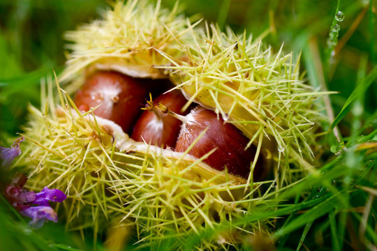 รูปภาพEdelkastanien – เลือกดูภาพถ่ายสต็อก เวกเตอร์ และวิดีโอ1,098 ...