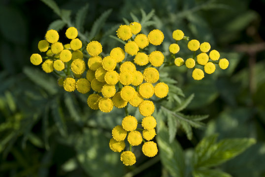 รูปภาพTanacetum – เลือกดูภาพถ่ายสต็อก เวกเตอร์ และวิดีโอ4,640 | Adobe Stock