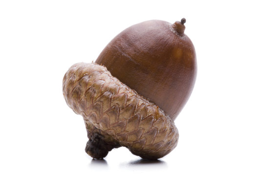 「Eichel」の写真素材 | 7,765件の無料イラスト画像 | Adobe Stock