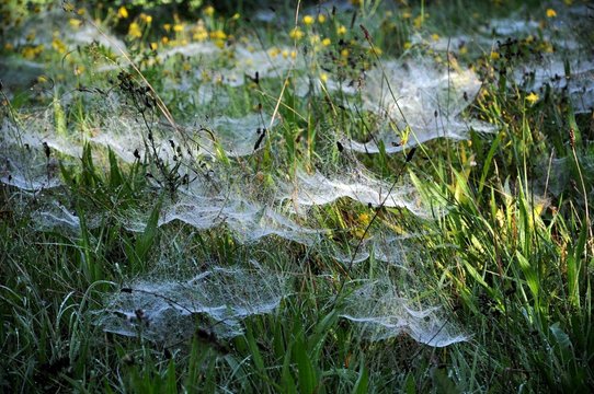 Spinnweben bilder – Bläddra bland 1,950 stockfoton, vektorer och videor ...