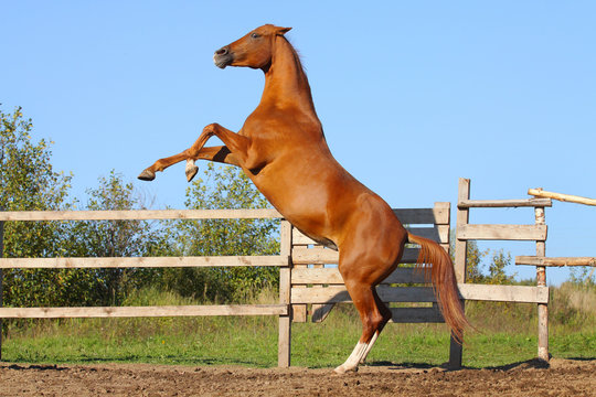 รูปภาพPrance – เลือกดูภาพถ่ายสต็อก เวกเตอร์ และวิดีโอ6,720 | Adobe Stock