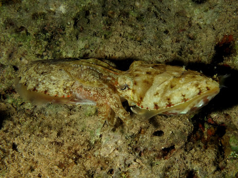 "Hooded Cuttlefish" Images – Browse 62 Stock Photos, Vectors, and Video ...