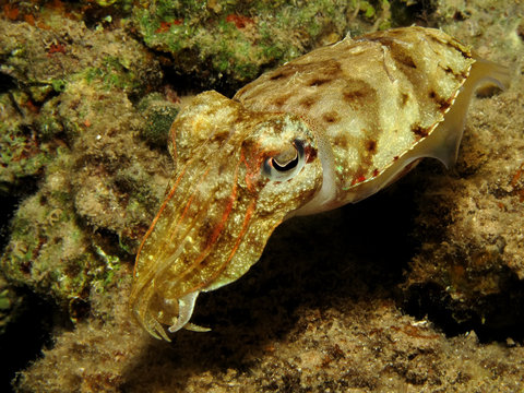 "Hooded Cuttlefish" Images – Browse 62 Stock Photos, Vectors, and Video ...