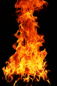 「Flamboyer」の写真素材 | 14件の無料イラスト画像 | Adobe Stock