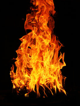 Flamboyer Bilder – Durchsuchen 18 Archivfotos, Vektorgrafiken und ...