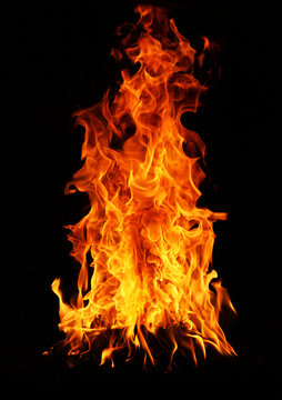 Imágenes de Flamboyer: descubre bancos de fotos, ilustraciones ...