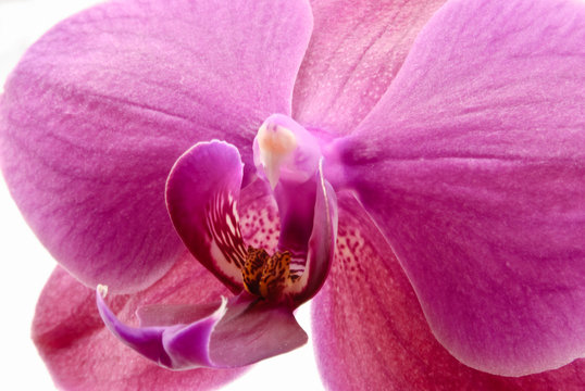 รูปภาพLabellum – เลือกดูภาพถ่ายสต็อก เวกเตอร์ และวิดีโอ1,290 | Adobe Stock