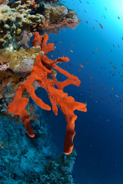 Red Tree Sponge Care