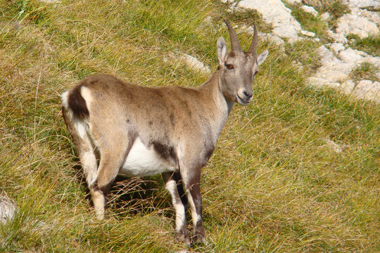 Artiodactyles bilder – Bläddra bland 767 stockfoton, vektorer och ...