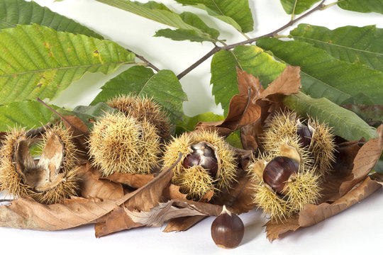 รูปภาพEdelkastanien – เลือกดูภาพถ่ายสต็อก เวกเตอร์ และวิดีโอ1,098 ...