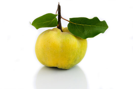 รูปภาพCotogna – เลือกดูภาพถ่ายสต็อก เวกเตอร์ และวิดีโอ92 | Adobe Stock