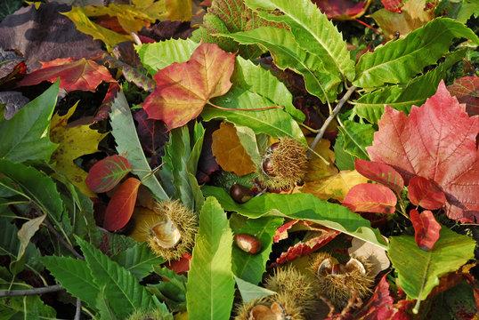 รูปภาพEdelkastanien – เลือกดูภาพถ่ายสต็อก เวกเตอร์ และวิดีโอ1,098 ...