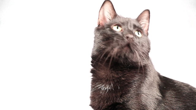 Kot Images – Browse 10,790 Stock Photos, Vectors, and Video | Adobe Stock